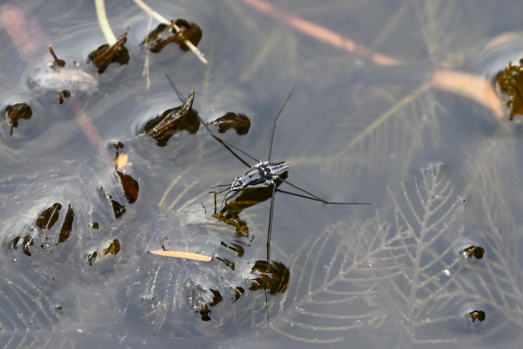 Neogerris hesione from Champaign County, IL, USA on November 6, 2023 at ...