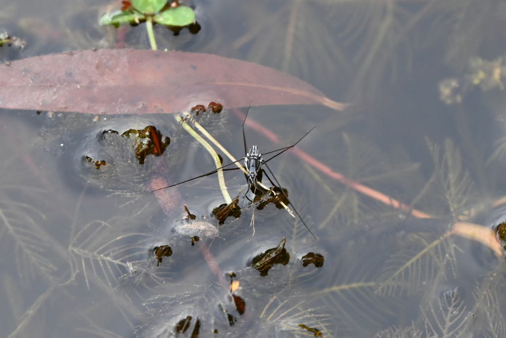 Neogerris hesione from Champaign County, IL, USA on November 6, 2023 at ...