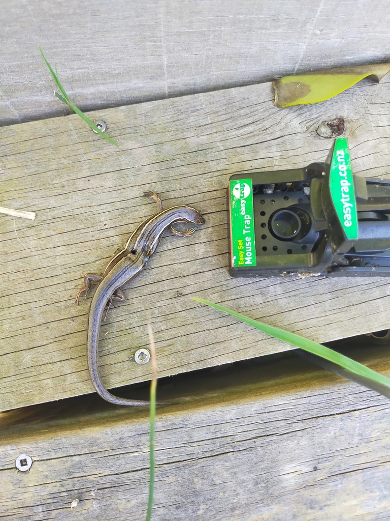 Moko Skink in November 2023 by theovannoort. Unfortunately killed by a ...