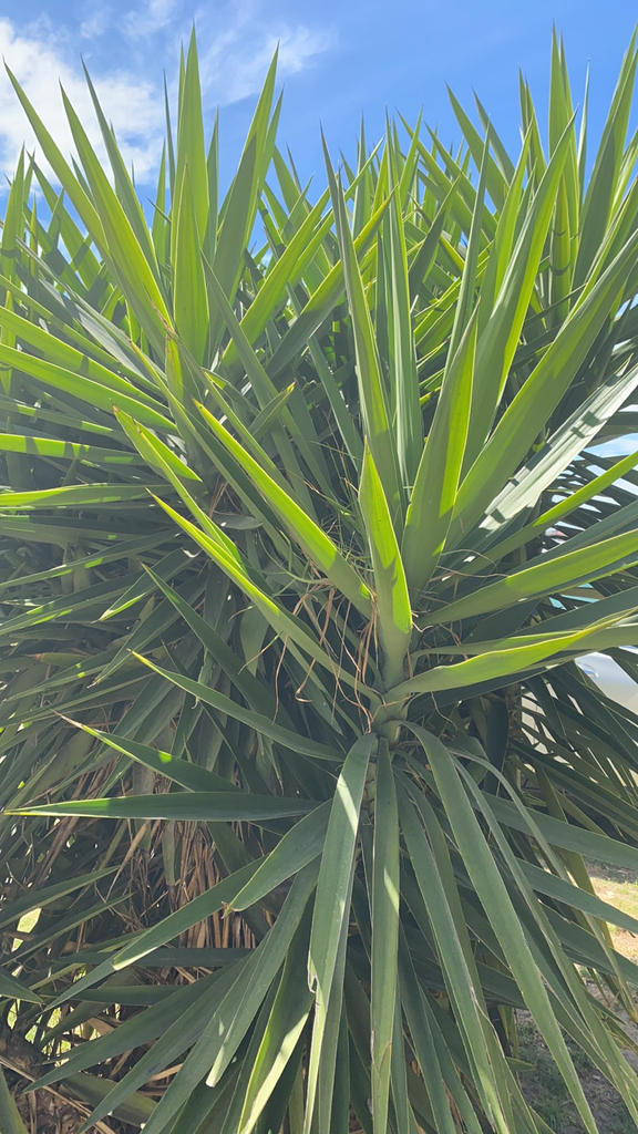 Spineless Yucca from Saldanha on November 5, 2023 at 02:24 PM by Debbie ...