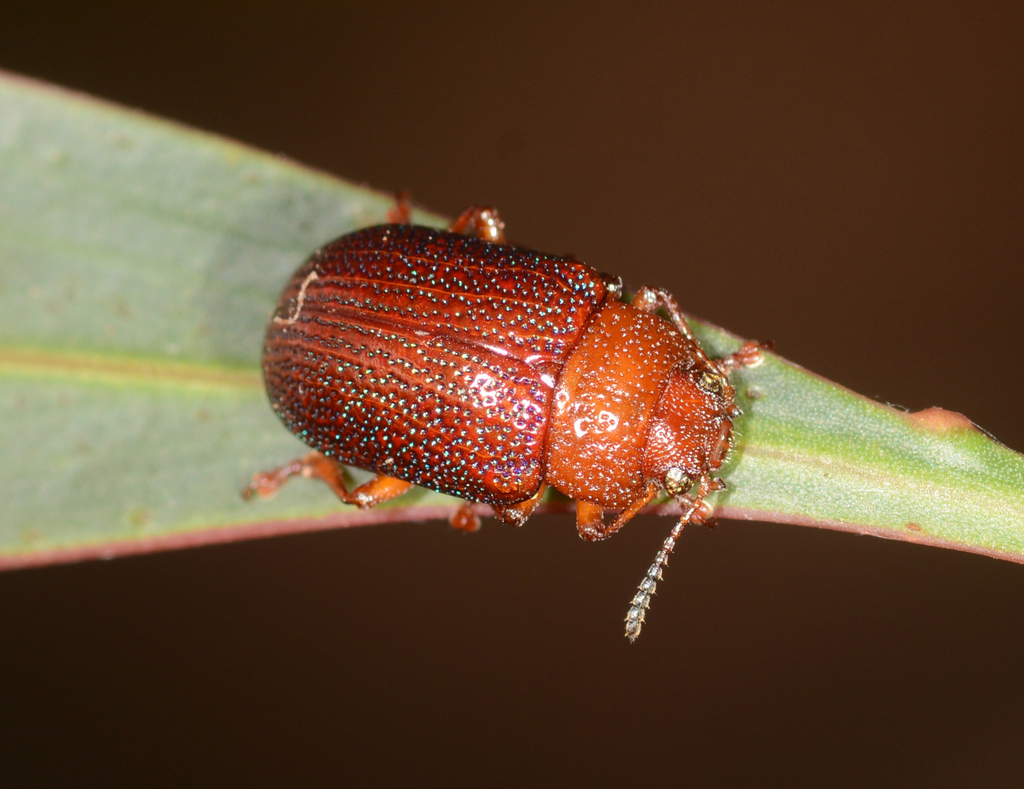 Calomela ioptera from Whipstick VIC 3556, Australia on November 4, 2023 ...