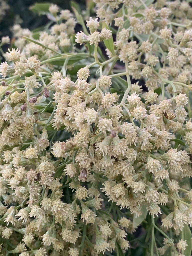 groundsel tree from Siesta Beach, Sarasota, FL, US on November 7, 2023 ...