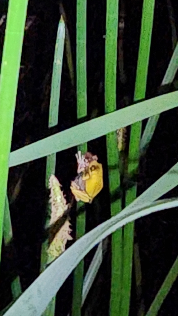 Tyler's Laughing Tree Frog from Malua Bay NSW 2536, Australia on ...