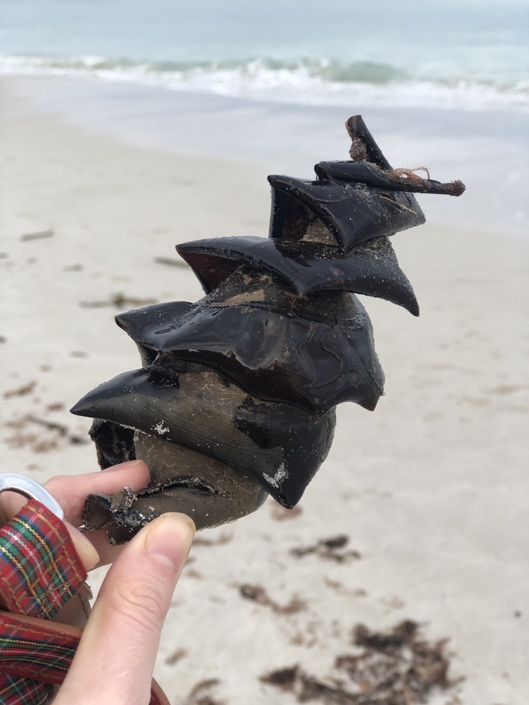 Port Jackson Shark (Heterodontus portusjacksoni) - Marine Life ...
