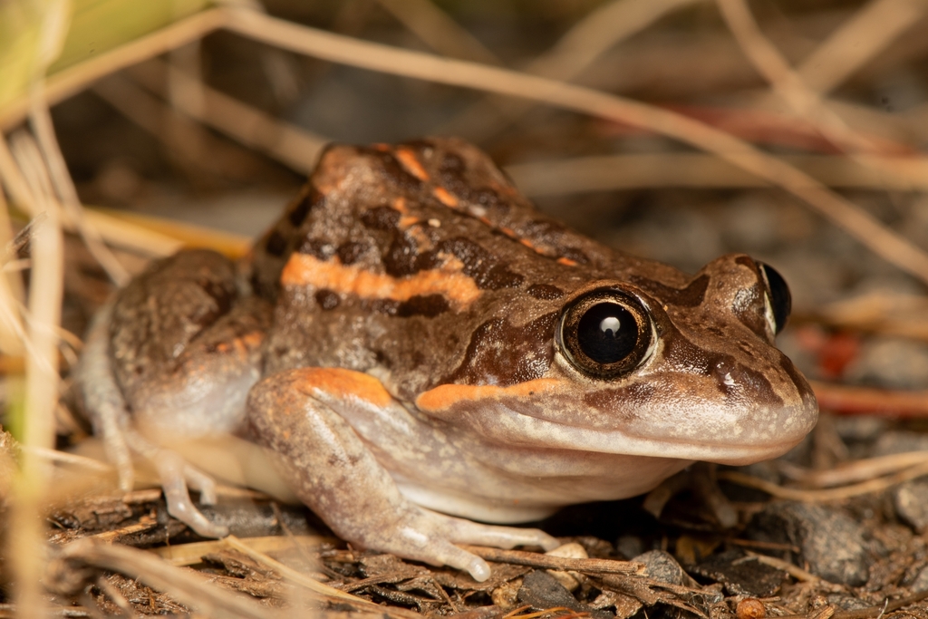 Salmon-striped Frog from Kindon QLD 4390, Australia on November 5, 2023 ...
