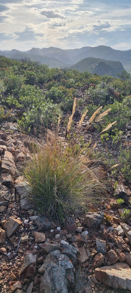 Cape Wire Grass from Garden Route District Municipality, South Africa ...