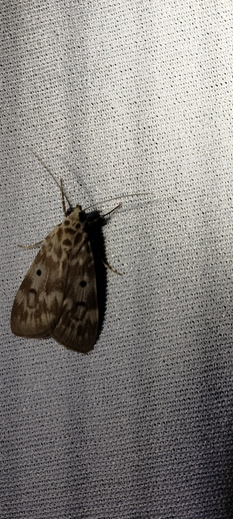 Carissa Tiger Moth from Asundrali, Gujarat, India on November 5, 2023 ...