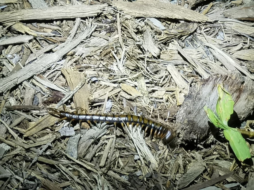 Pacific Giant Centipede from Sungei Noordin, SG on September 27, 2023 ...