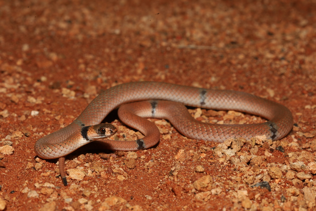 Ringed Brown Snake from Iyarrka Ward, פיטרמן, NT, AU on November 6 ...