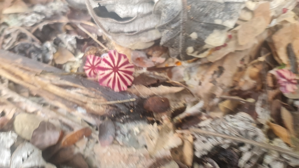Marasmius tageticolor from Puerto Boyacá, Boyacá, Colombia on November ...