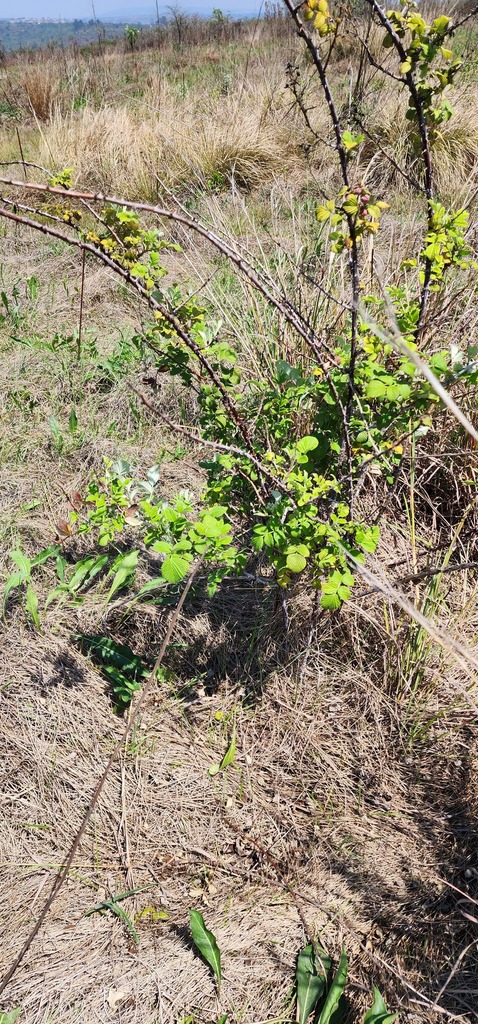 Ceylon Raspberry from uMgungundlovu District Municipality, South Africa ...
