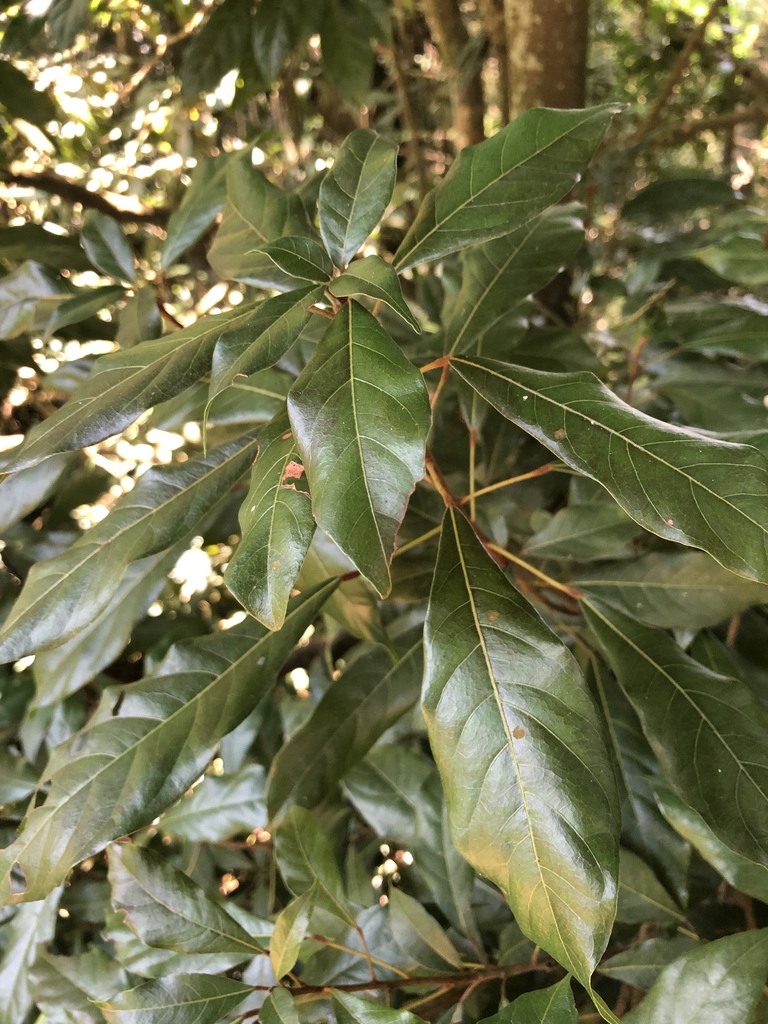 Kola Trees (Cola) - Botanical Realm