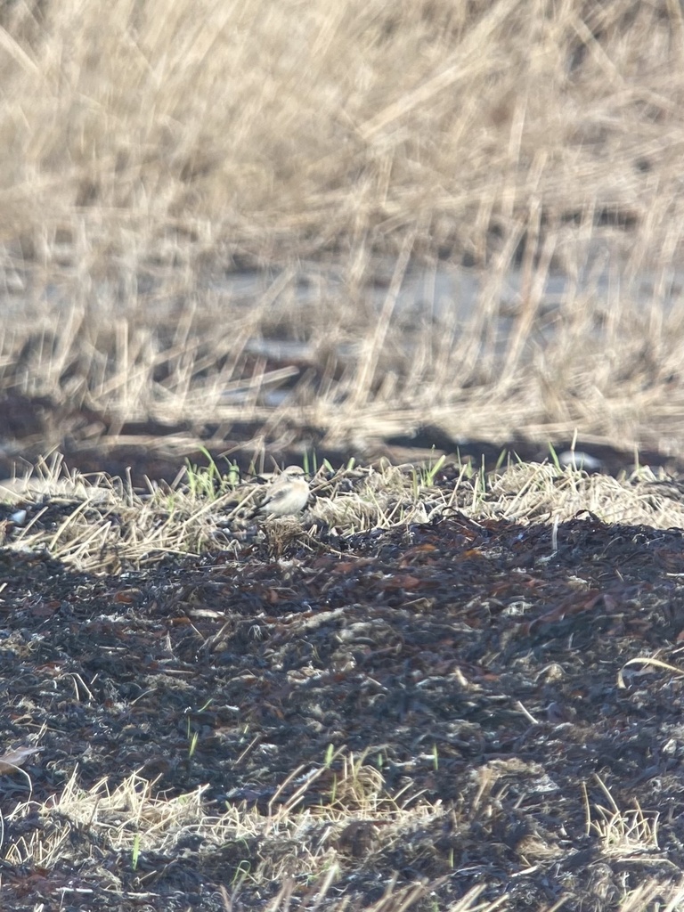 Desert Wheatear from Skälvik, Villshärad, N, SE on October 21, 2023 at ...