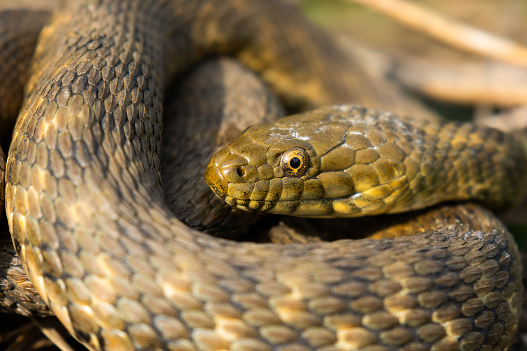 Tessellated Water Snake in April 2023 by Manuel Raab · iNaturalist
