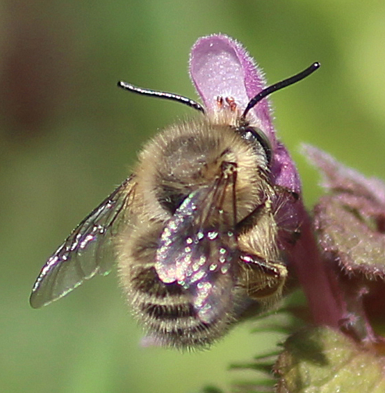 Anthophora crinipes from Karlova Ves, Slovensko on April 10, 2022 at 04 ...