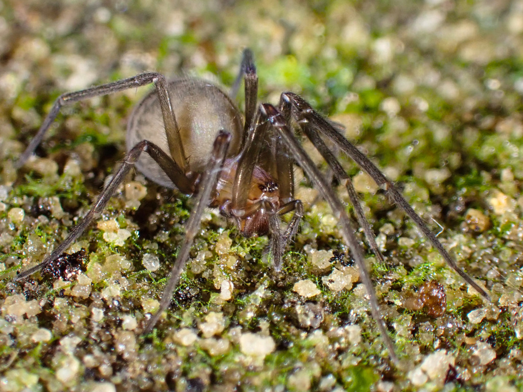 Phyxelidid Spiders from Egyptian Cave, Silver Mine (Nature Reserve ...