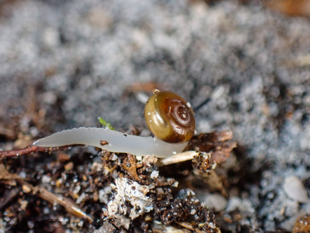 Gastropods from Egyptian Cave, Silver Mine (Nature Reserve), Cape Town ...