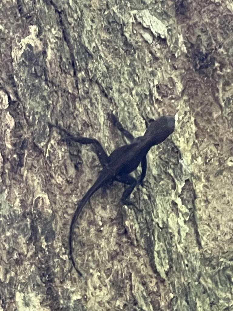 Crested Anole from Puerto Rico, Humacao, Puerto Rico, US on October 14 ...