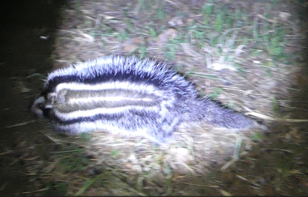 Maned Rat from 100 metres off the main Kiganjo - Nanyuki Road by the ...