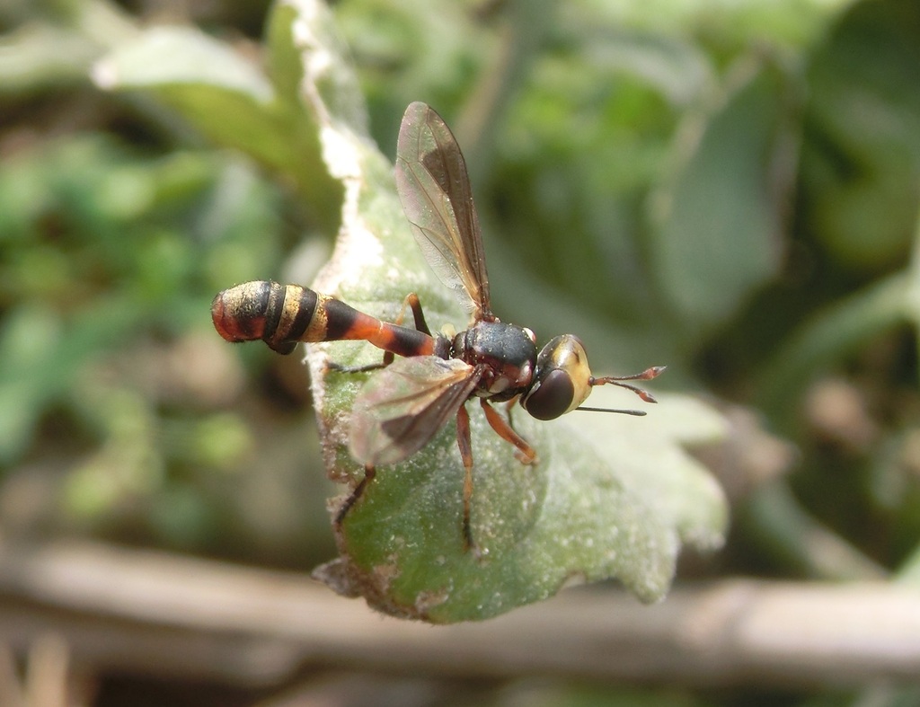 Physocephala vittata from 638台灣雲林縣麥寮鄉 on November 7, 2023 at 10:20 AM ...