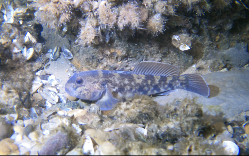 Round Goby from Saint Clair River, Port Huron, MI, US on November 6 ...