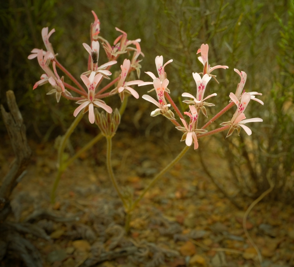 Pelargonium petroselinifolium in November 2023 by Nick Helme · iNaturalist