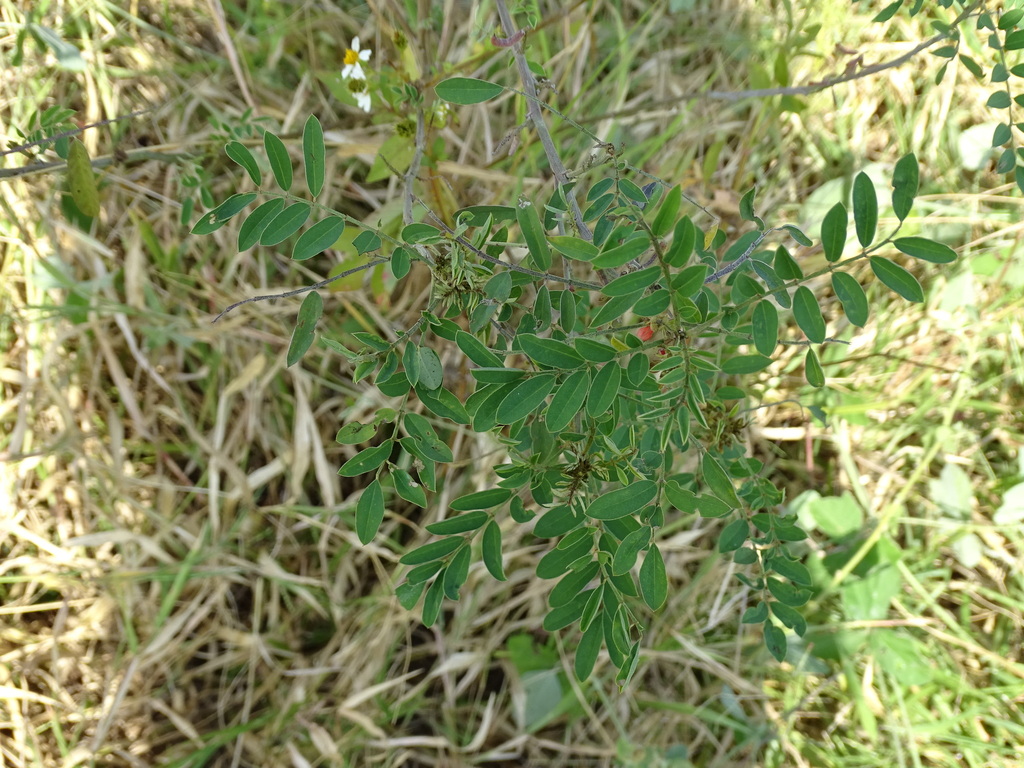 Shrubby Indigo from Kinmen, Fujian, Taiwan on November 3, 2023 at 10:40 ...