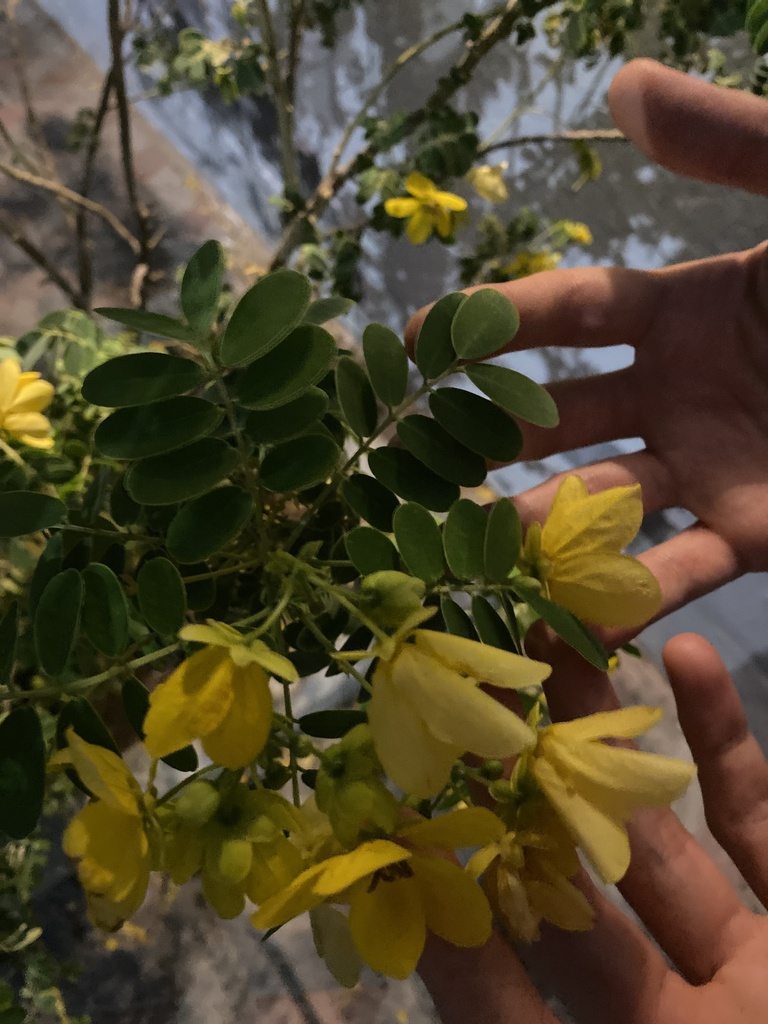 Smooth Senna from Abu Abdulrahman Bin Aqeel St, الخبر, Ash Sharqiyah ...