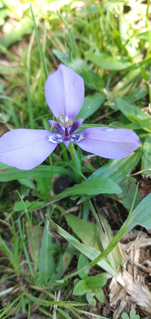 Prairie Nymph from Pres. Vargas, Caxias do Sul - RS, Brasil on November ...