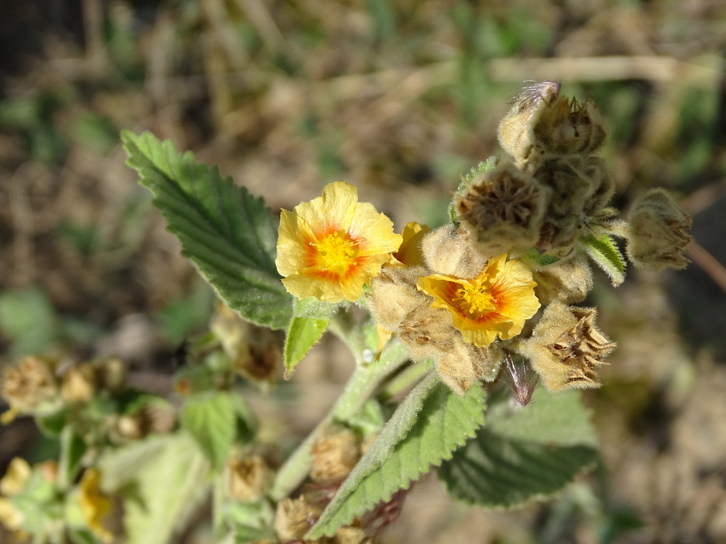 flannel weed from Kinmen, Fujian, Taiwan on November 3, 2023 at 10:58 ...