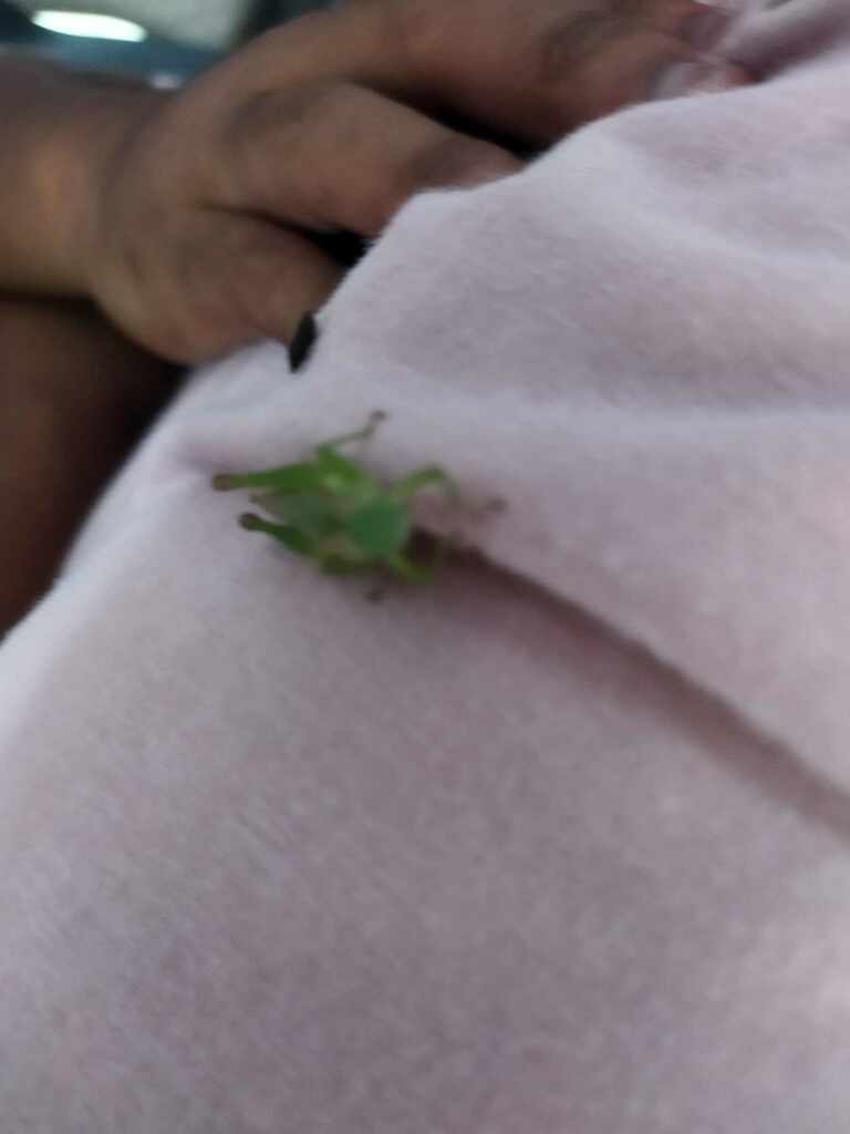 Insects from Agdao, Davao City, Davao del Sur, Philippines on November ...