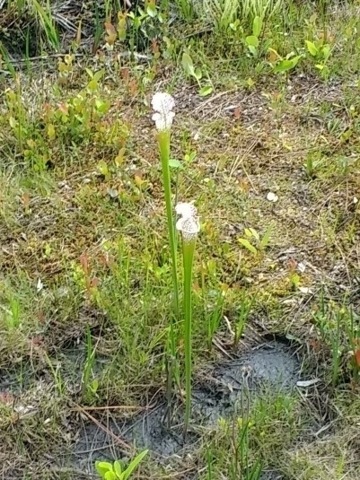 white pitcher plant in April 2018 by Amanda Kuhlman · iNaturalist