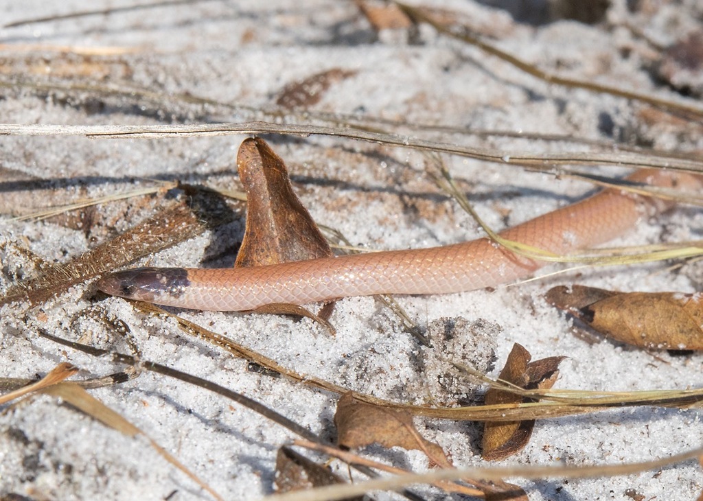 Florida Crowned Snake from Victoria Park, DeLand, FL, USA on November 6 ...