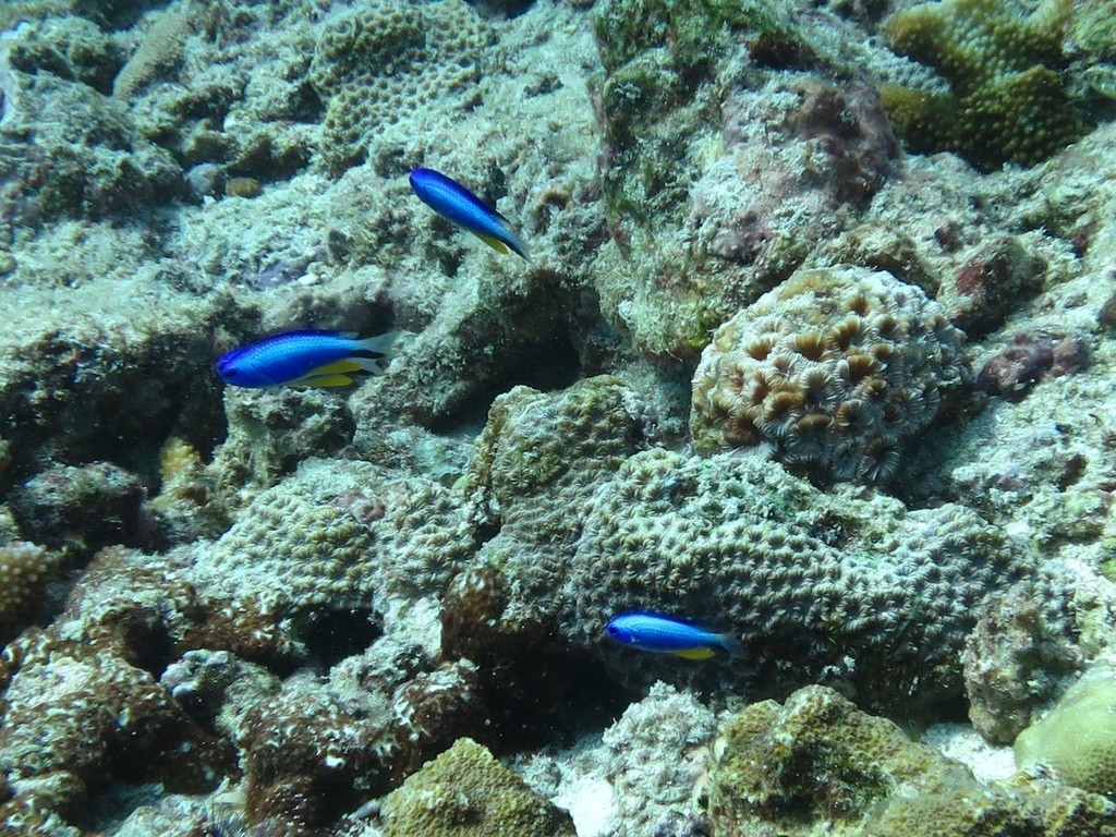 Andaman Dameselfish (Pomacentrus alleni) - Marine Life Identification