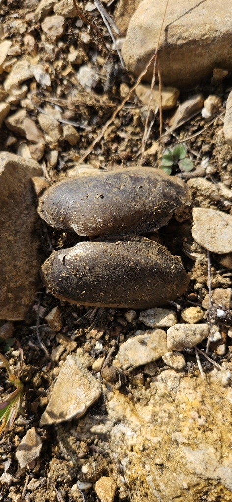 Ambleminae from Tyler Township, MO, USA on November 7, 2023 at 09:35 AM ...