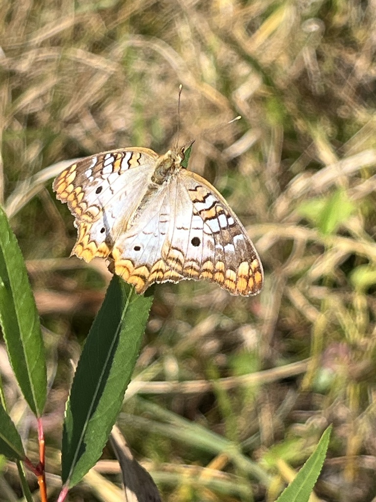 White Peacock from Rangeline Rd, Theodore, AL, US on November 7, 2023 ...