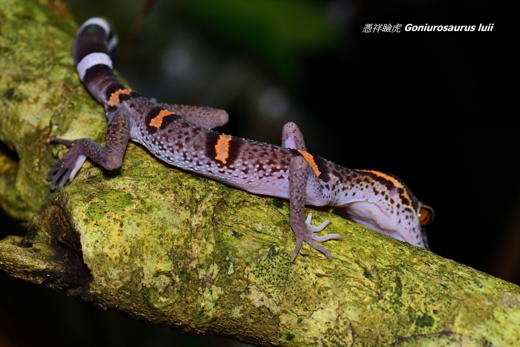 Chinese Leopard Gecko in September 2023 by alanyip · iNaturalist