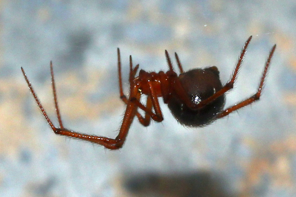 Red House Spider in March 2019 by Franz Anthony · iNaturalist