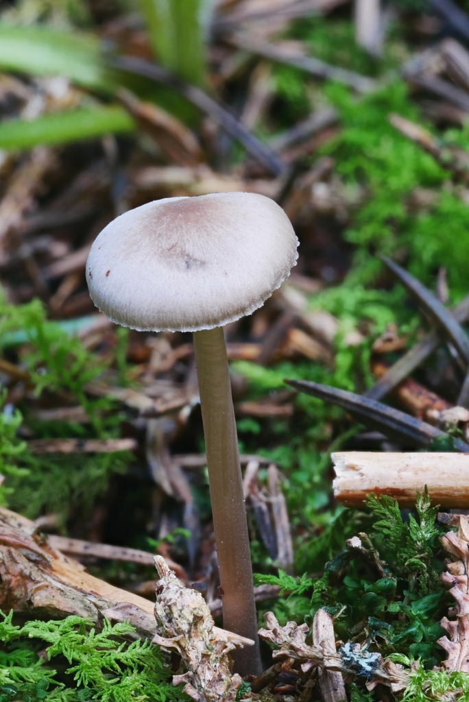 Mycena robusta from Broome County, NY, USA on October 20, 2023 at 01:04 ...