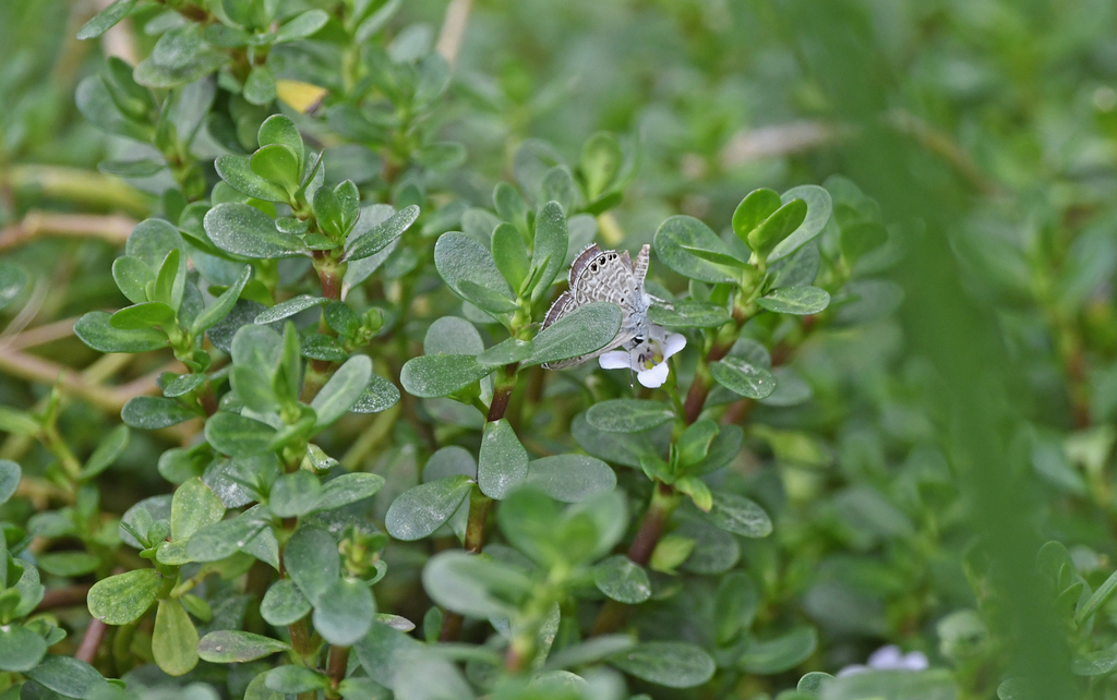 Ramon Blue from Lima, Peru on September 23, 2023 at 11:23 AM by ...