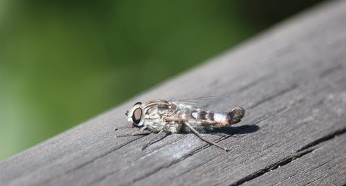 Apiocera philippii · iNaturalist