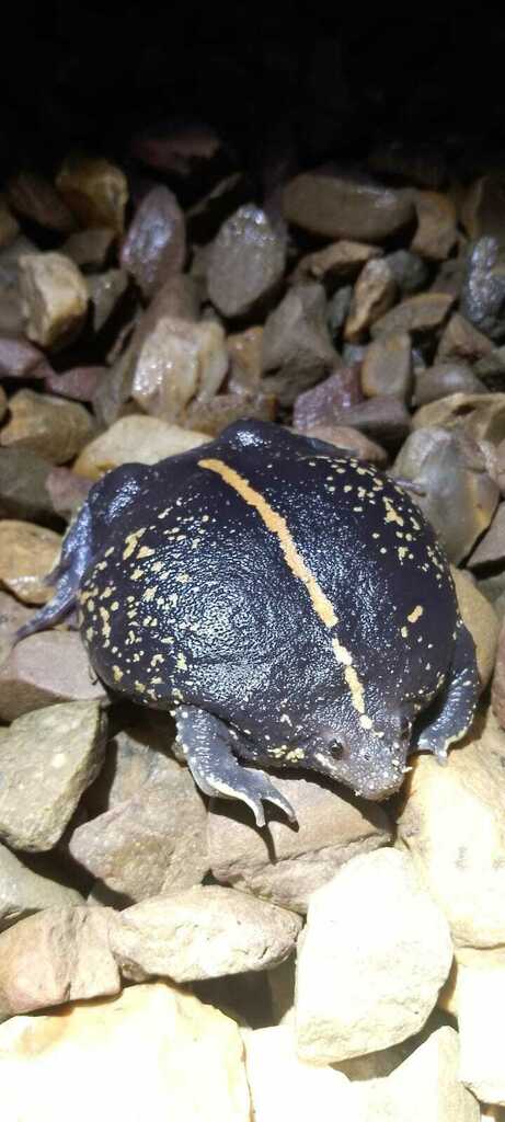 Mexican Burrowing Toad from Cayo District, Belize on November 5, 2023 ...