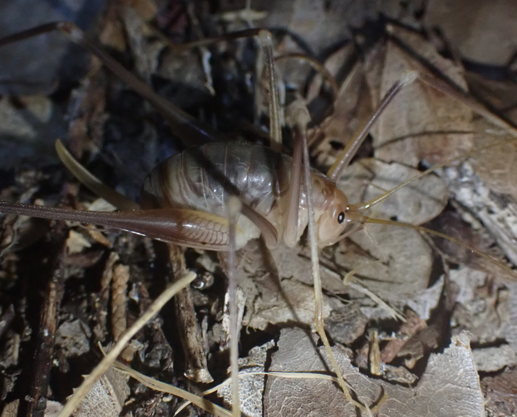 cave crickets from Skopelos, Greece on August 14, 2023 at 09:14 PM by ...