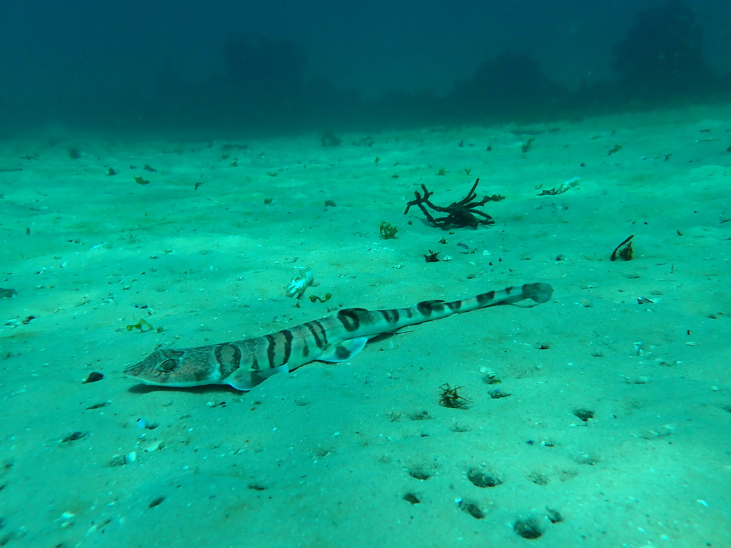 (Halaelurus) - Marine Life Identification