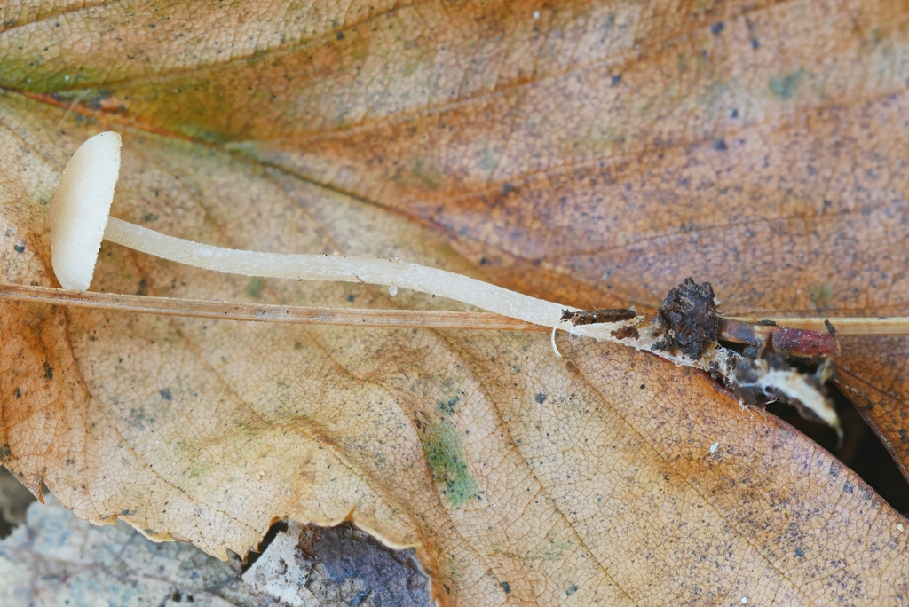 Conifercone Cap from Broome County, NY, USA on October 20, 2023 at 01: ...