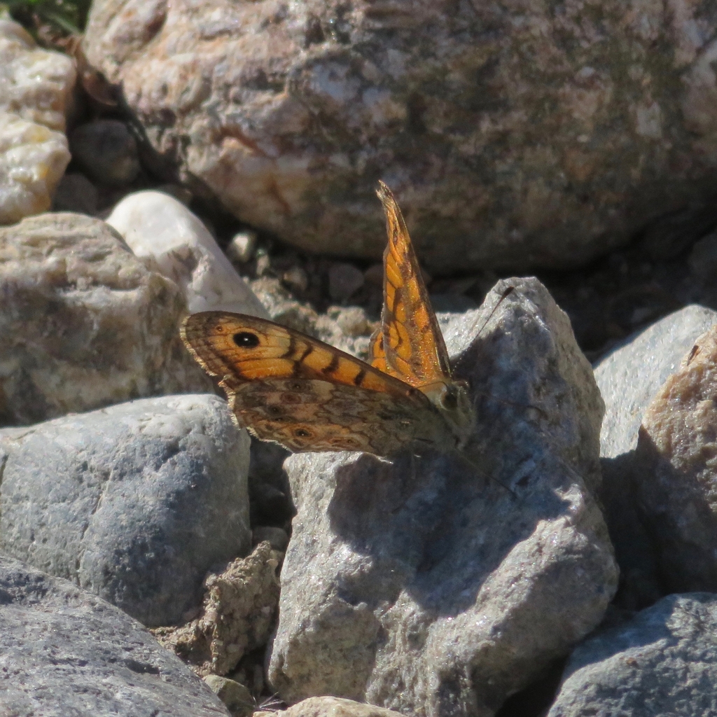 Wall Brown from 66740 Montesquieu-des-Albères, France on November 5 ...