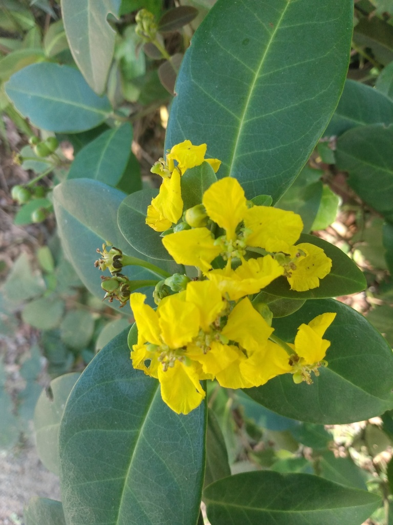 nance family from Linhares, ES, Brasil on November 7, 2023 at 07:28 AM ...