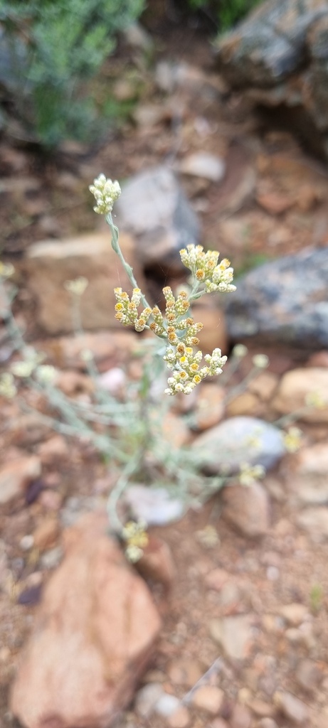 Grey Everlasting from Garden Route District Municipality, South Africa ...