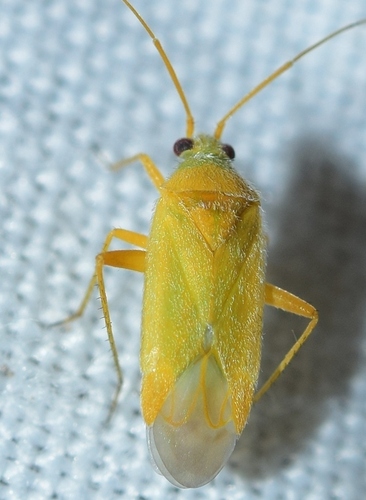 Dasycapsus theryi · iNaturalist