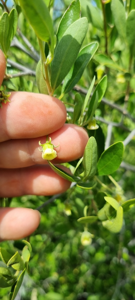 Bluebush from Garden Route District Municipality, South Africa on ...